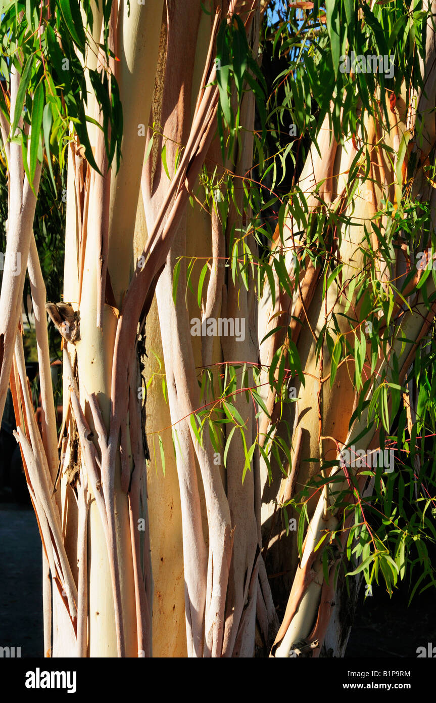 Peeling plane platanus tree bark hi-res stock photography and images ...