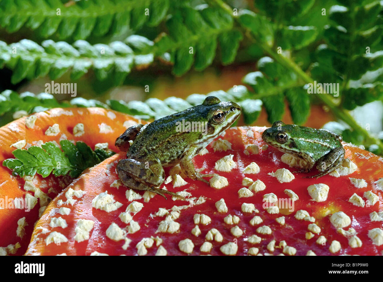 5055297 frog edible edible frogs on fly agaric mushroom hi-res stock ...