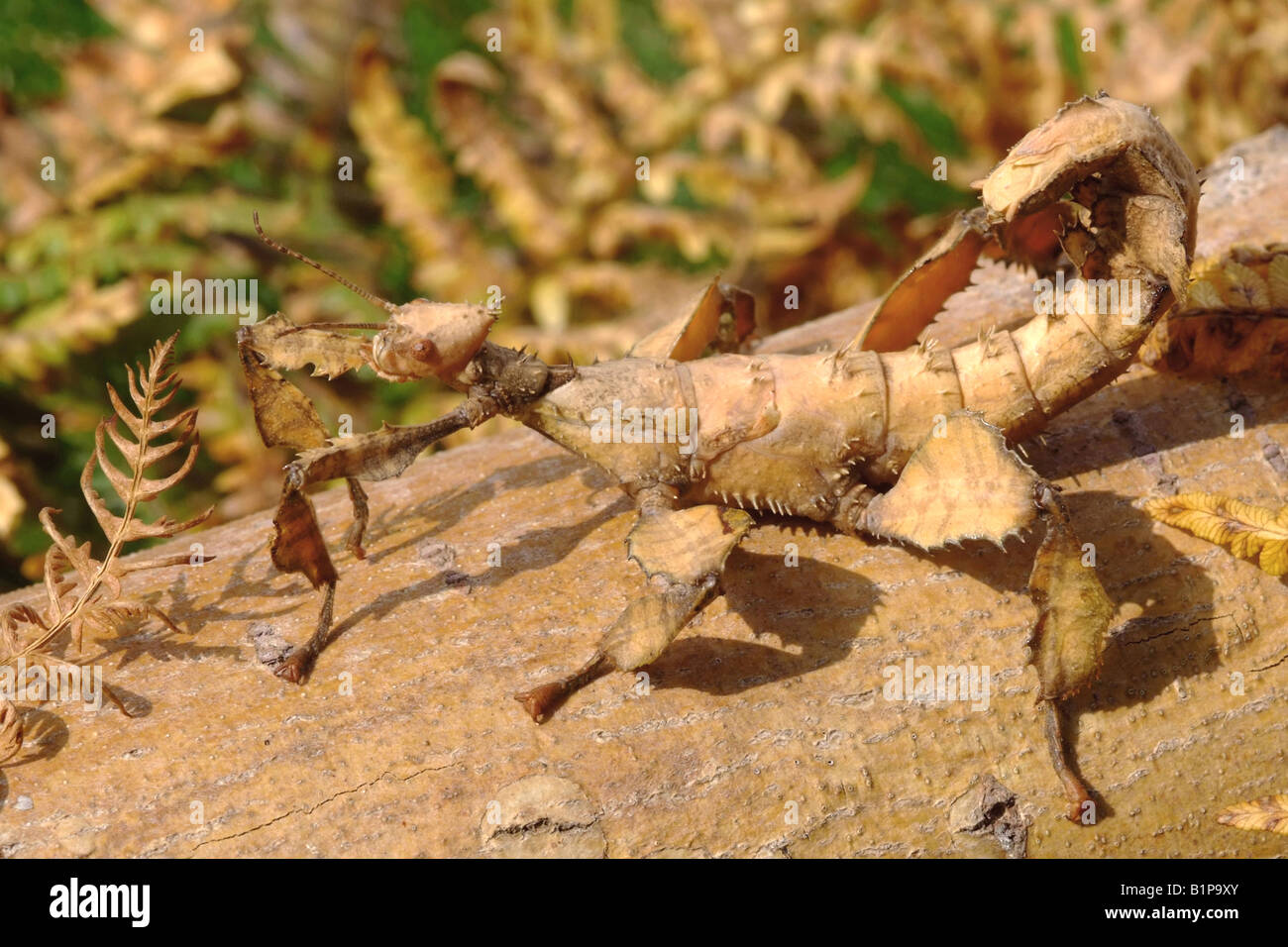 Macleays Spectre Stick Insect Extatosoma Tiaratum High Resolution Stock ...