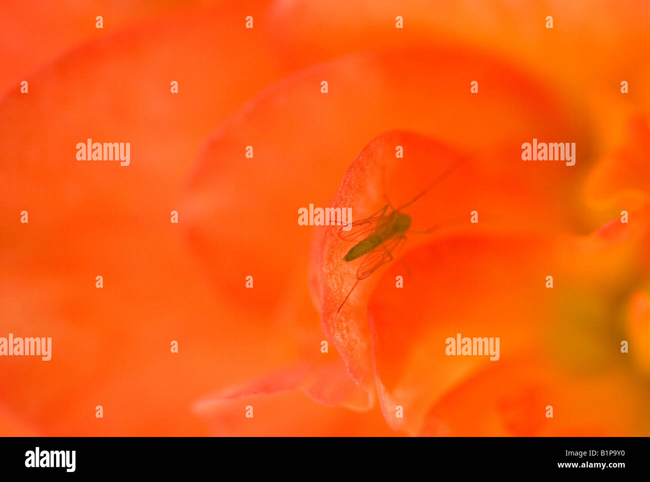 insect in a flower Stock Photo - Alamy