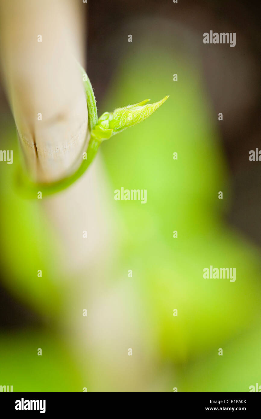 beans growing on a vegetable plot in a garden Ambleside UK Stock Photo ...