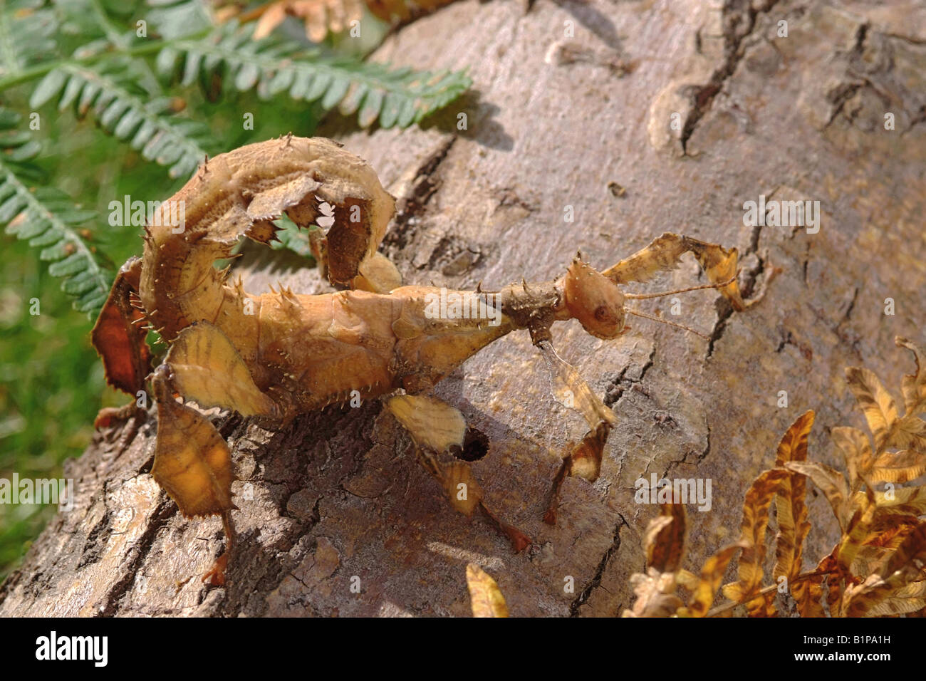 STICK INSECT Giant Prickly MALE on tree bark w. Fern. GIANT PRICKLY ...