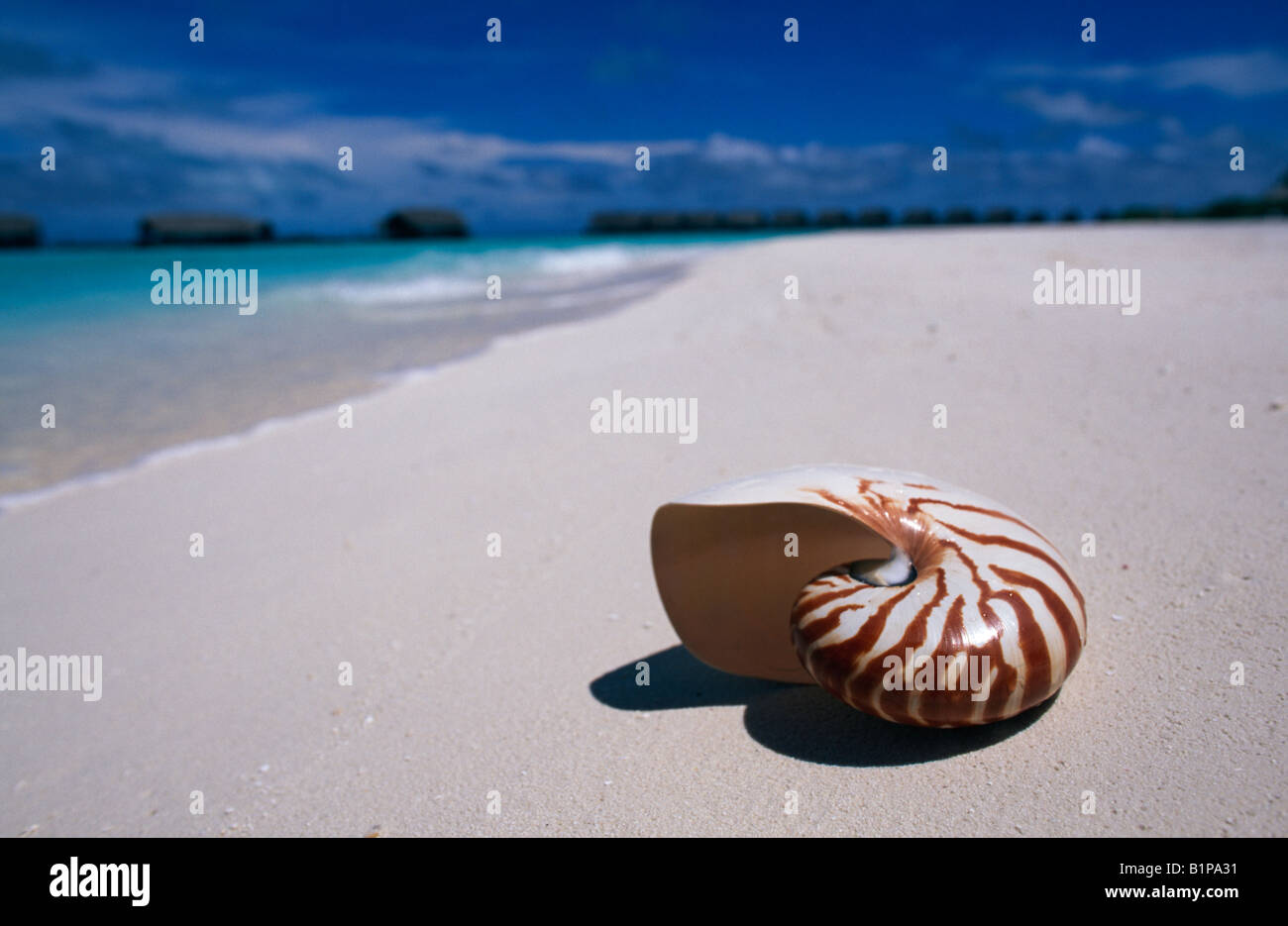 Nautilus shell on a beach in the Maldives Stock Photo - Alamy