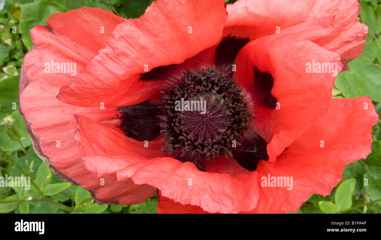 Poppy plant in flower Stock Photo - Alamy
