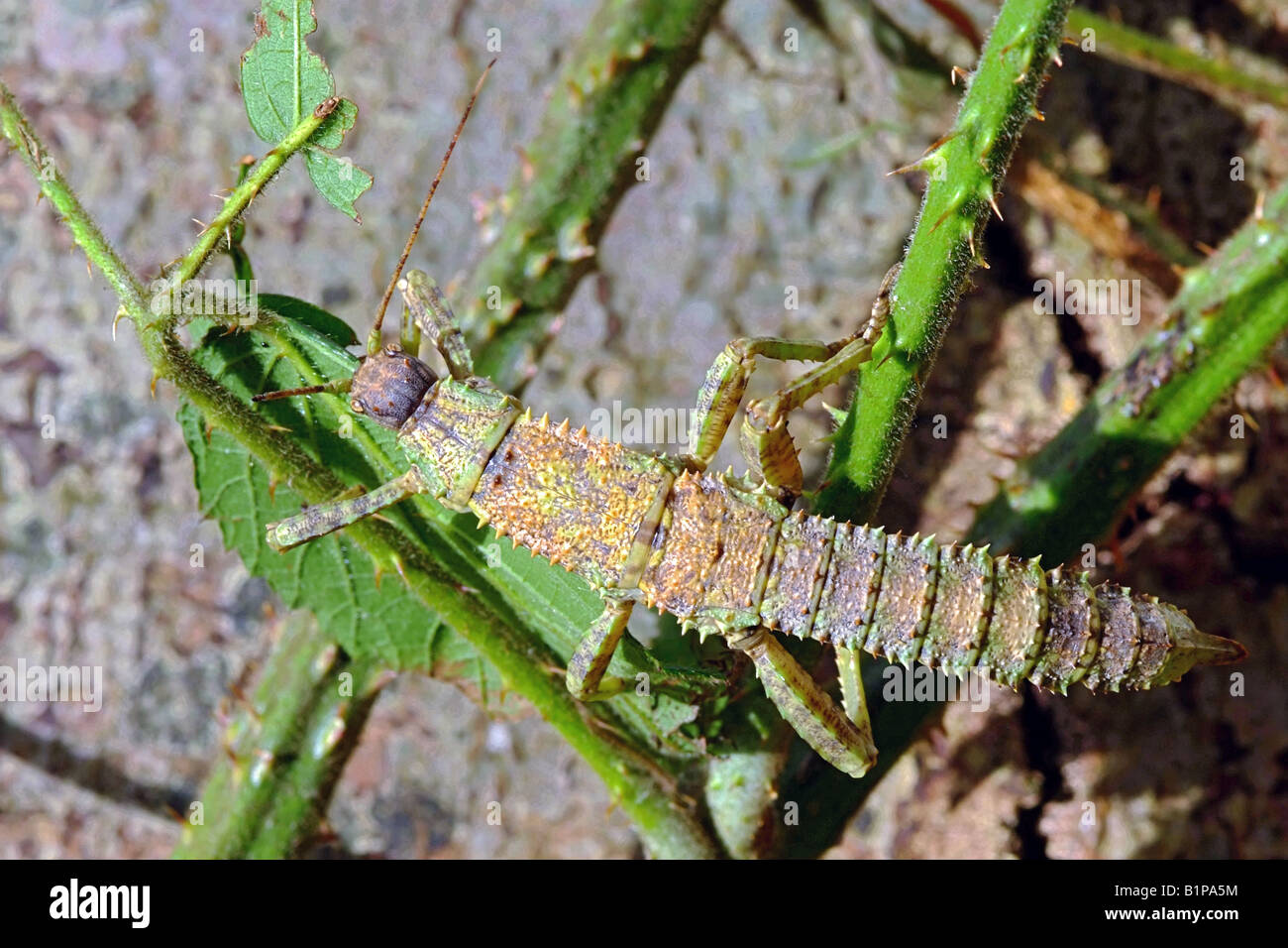 SPINY STICK INSECT on Bramble Originating from NEW GUINEA Camouflage ...