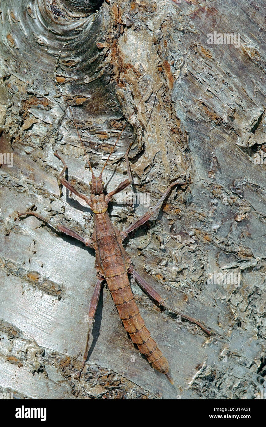 FEMALE on tree bark SPINY STICK INSECT Camouflage and unconscious ...