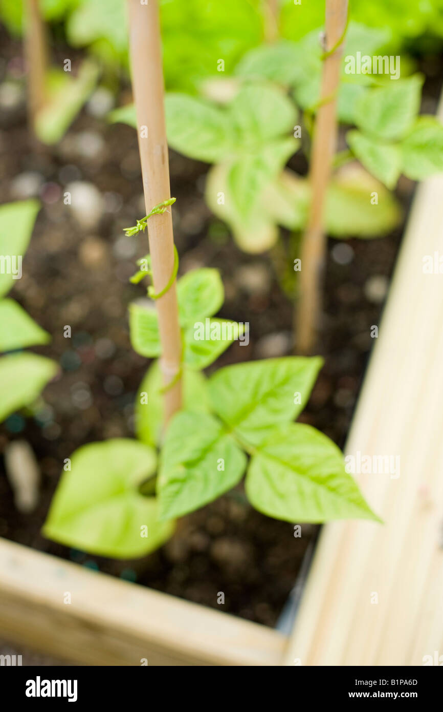 a vegetable plot in a garden Ambleside UK Stock Photo - Alamy