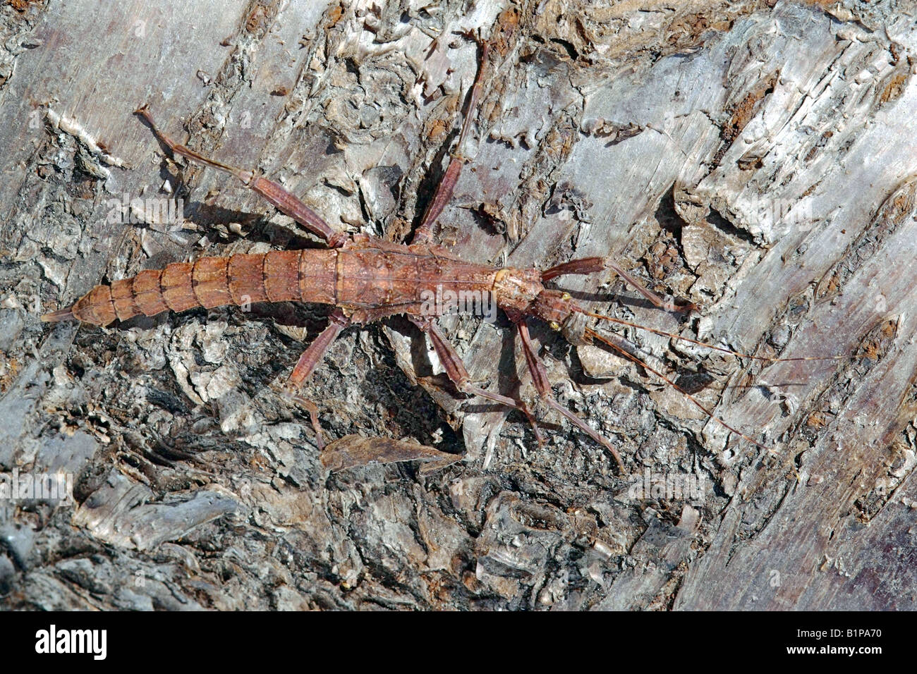 FEMALE on tree bark SPINY STICK INSECT Camouflage and unconscious ...