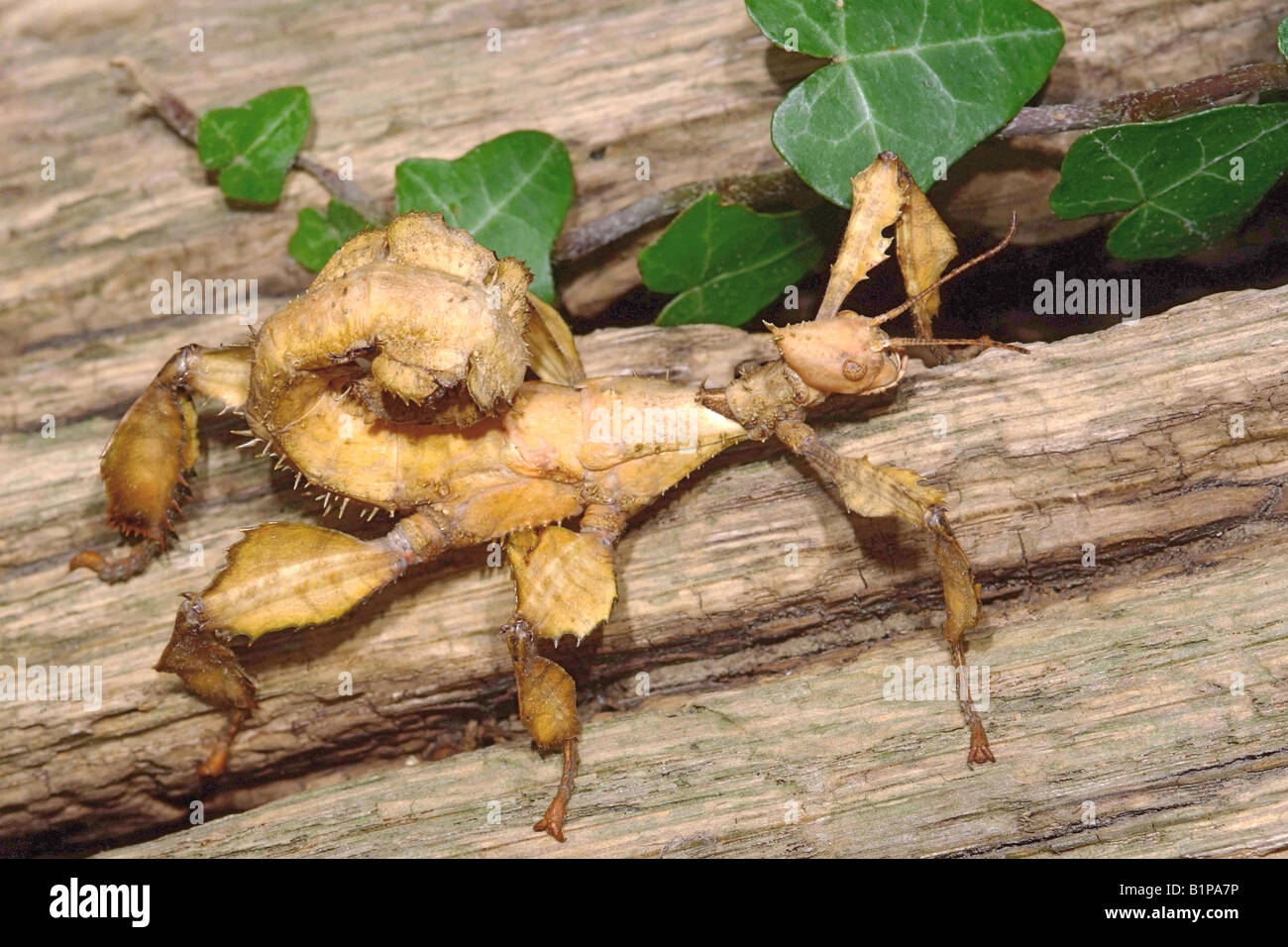 STICK INSECT Giant Prickly MALE on old stump w. Ivy. GIANT PRICKLY ...
