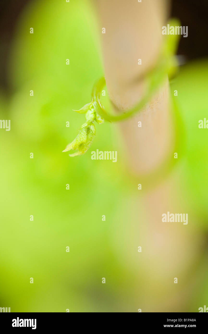 beans growing on a vegetable plot in a garden Ambleside UK Stock Photo ...