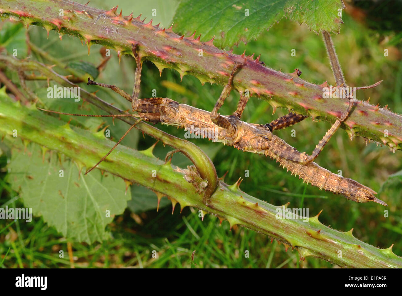 SPINY STICK INSECT under Bramble Originating from NEW GUINEA Camouflage ...