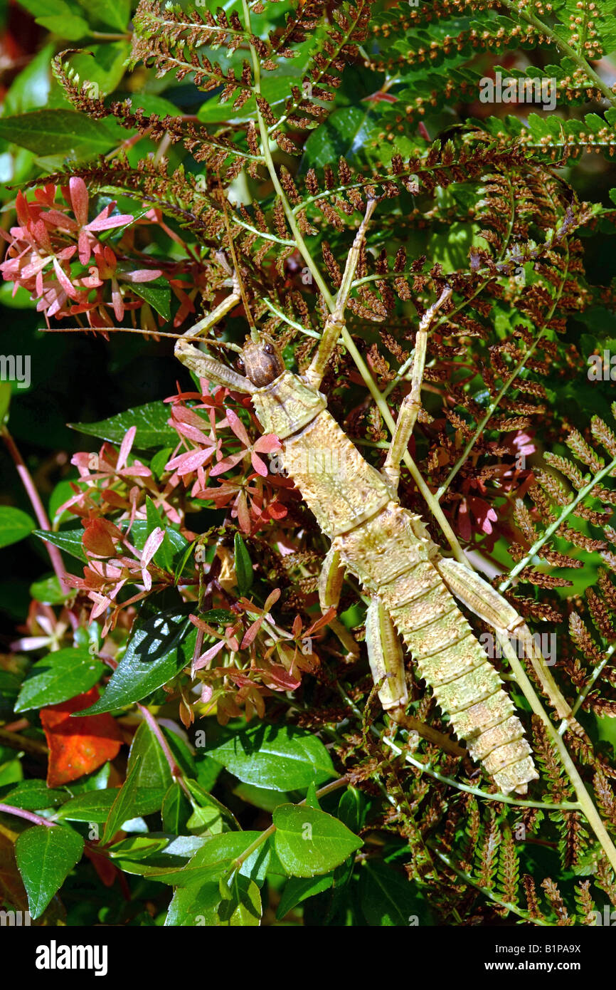 SPINY STICK INSECT on Fern and Flowers Originating from NEW GUINEA ...