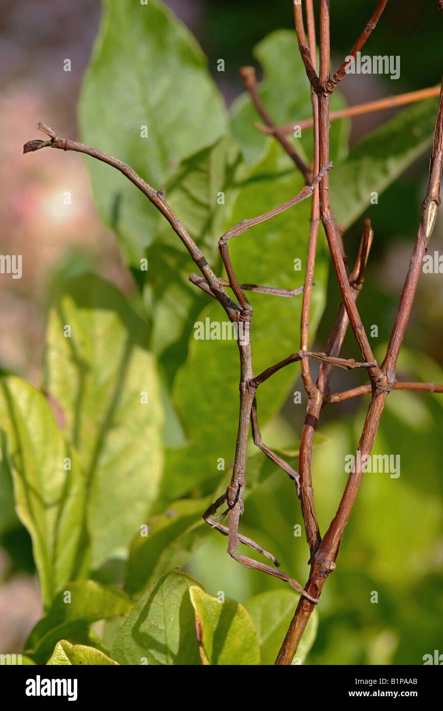 Goliath Stick Insect