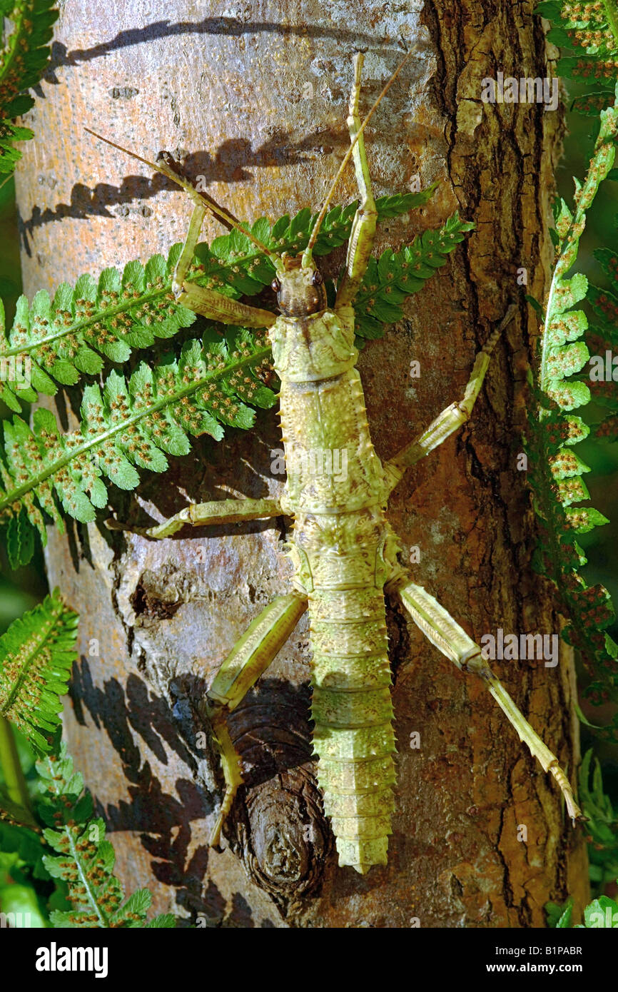 STICK INSECT Giant Spiny GIANT SPINY STICK-INSECT. FEMALE on tree bark ...