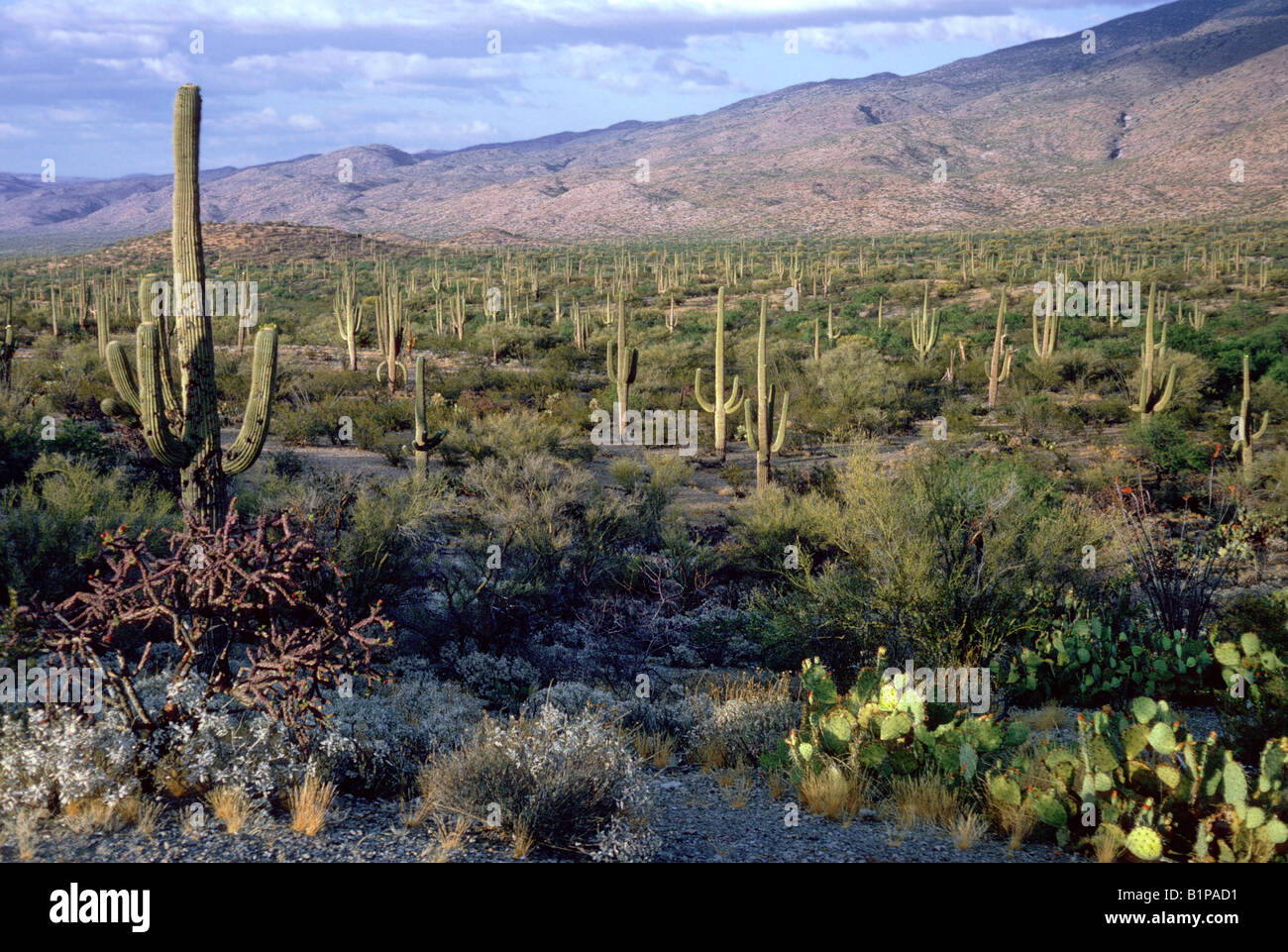 Sonoran Desert, Arizona, USA. Saguaro Cactus Stock Photo - Alamy