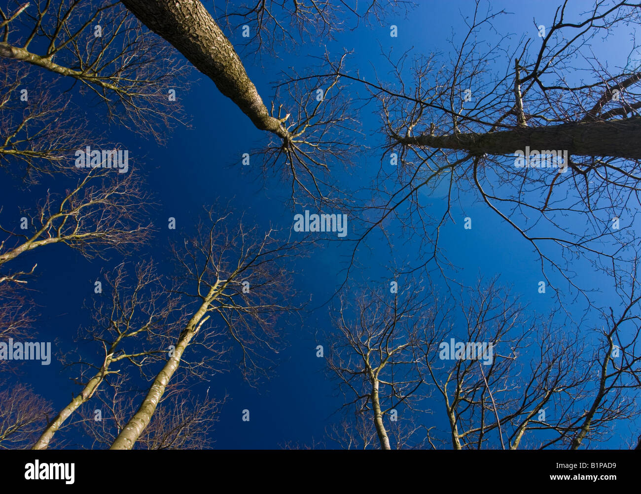 High treetops hi-res stock photography and images - Alamy