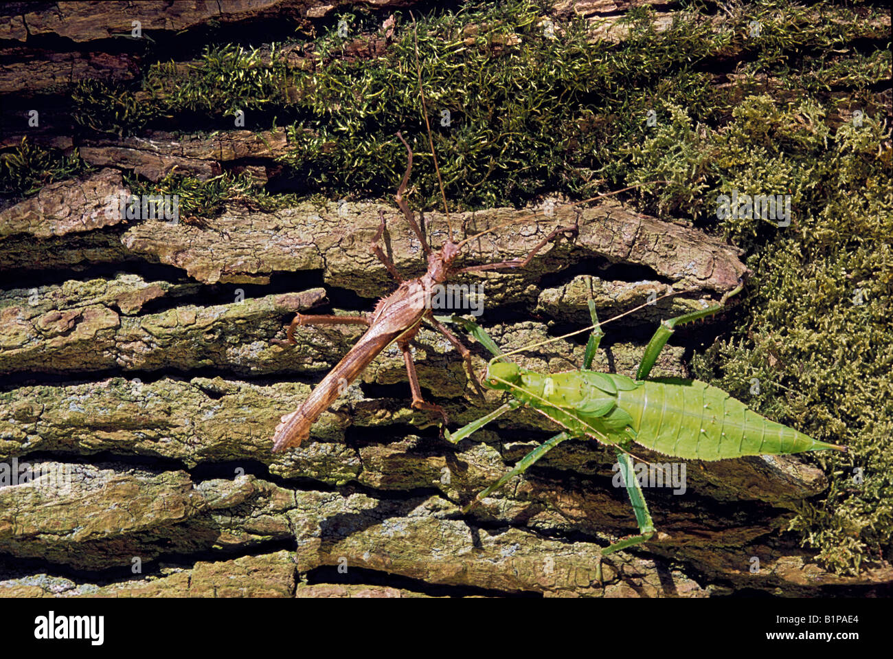GIANT STICK INSECT or JUNGLE NYMPH PAIR on tree bark and moss MALE on ...