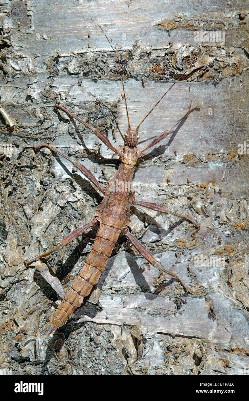 FEMALE on tree bark SPINY STICK INSECT Camouflage and unconscious ...