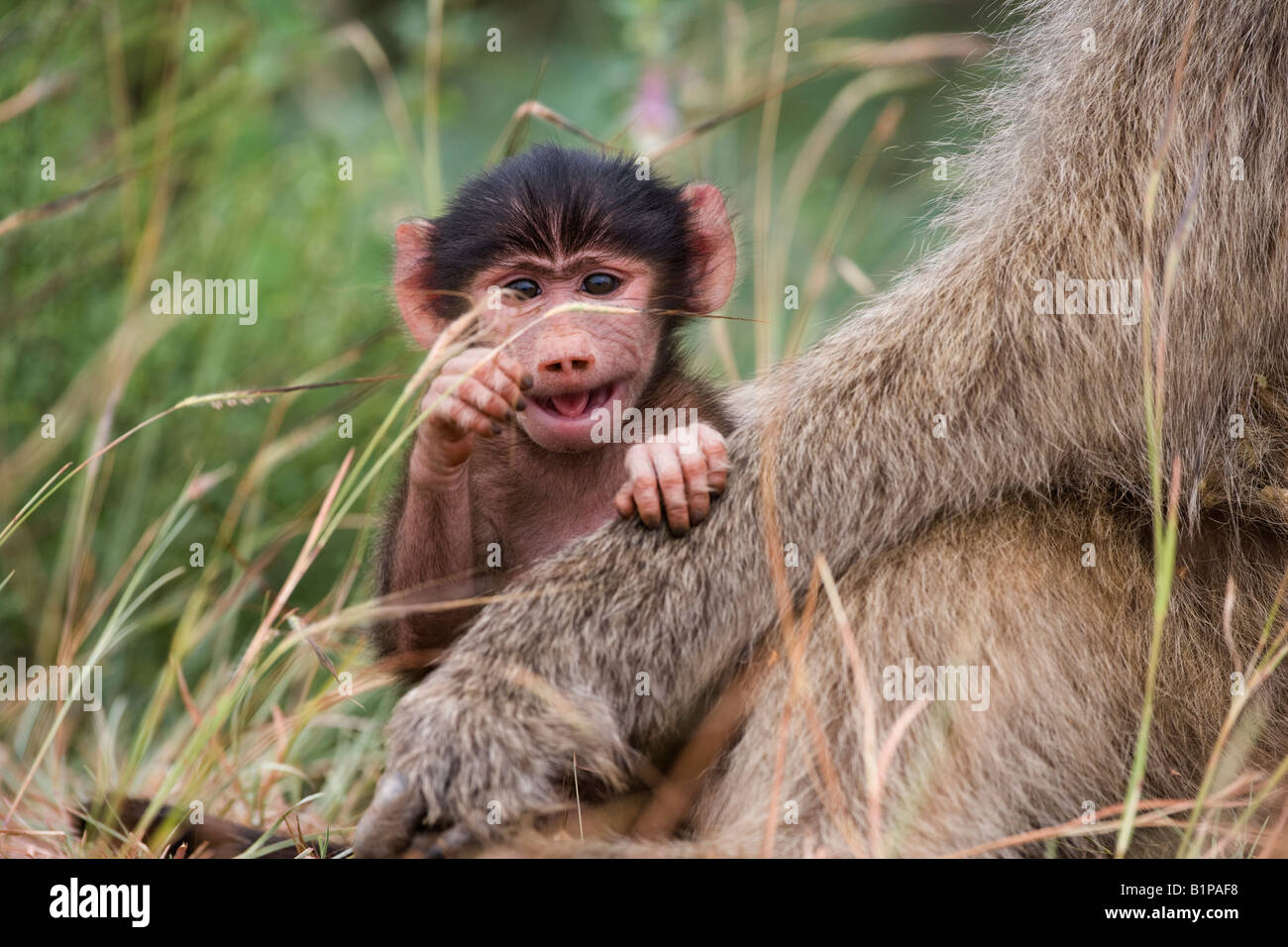 Cynocephalus hi-res stock photography and images - Alamy