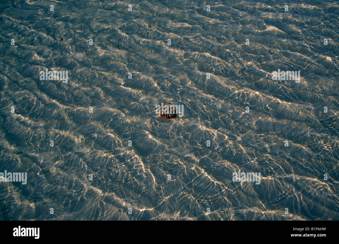 Nautilus shell in the sea, near the beach on Cocoa island, Maldives ...