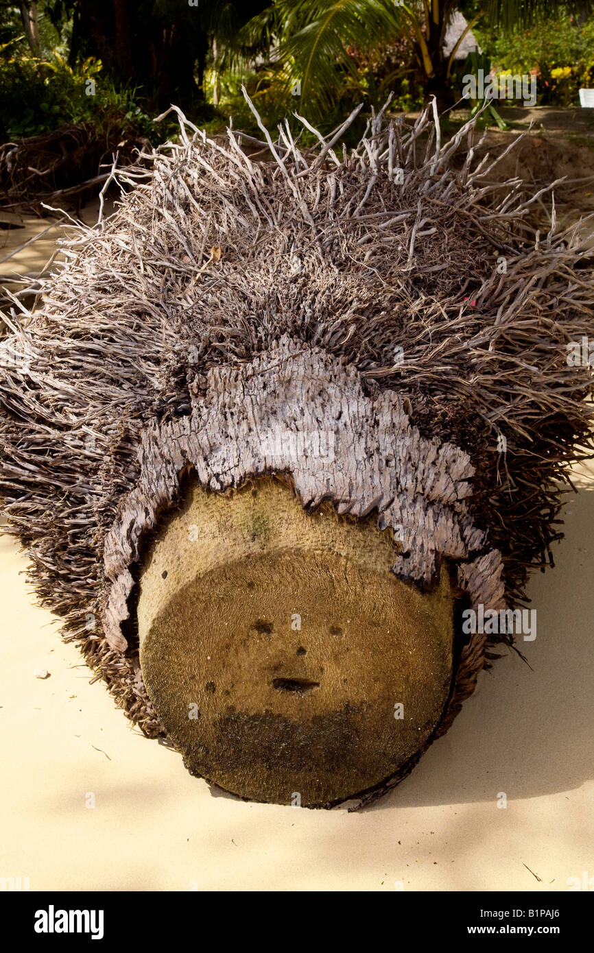 Coconut stump with smile face Stock Photo - Alamy