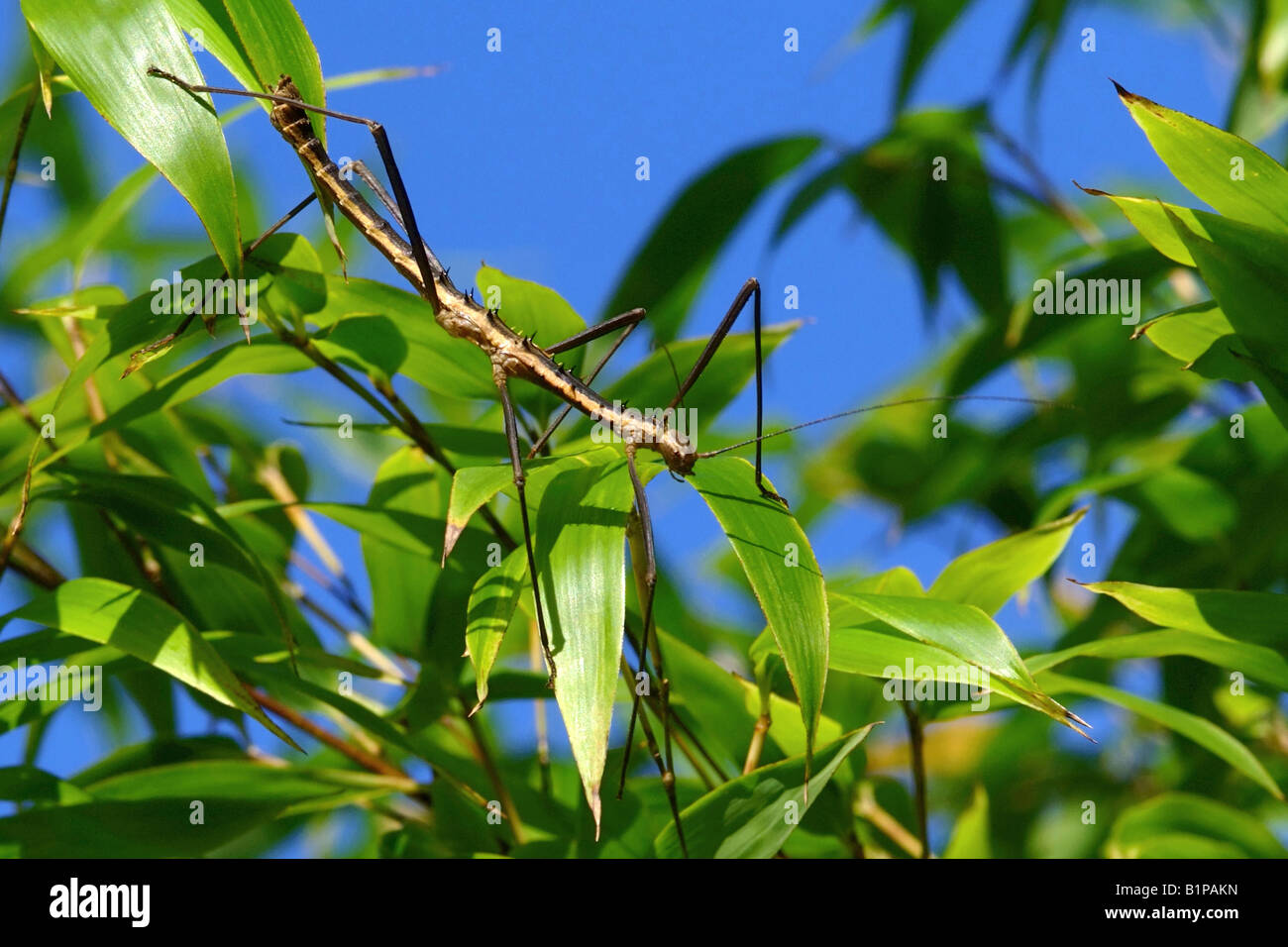 Phasmidae hi-res stock photography and images - Alamy