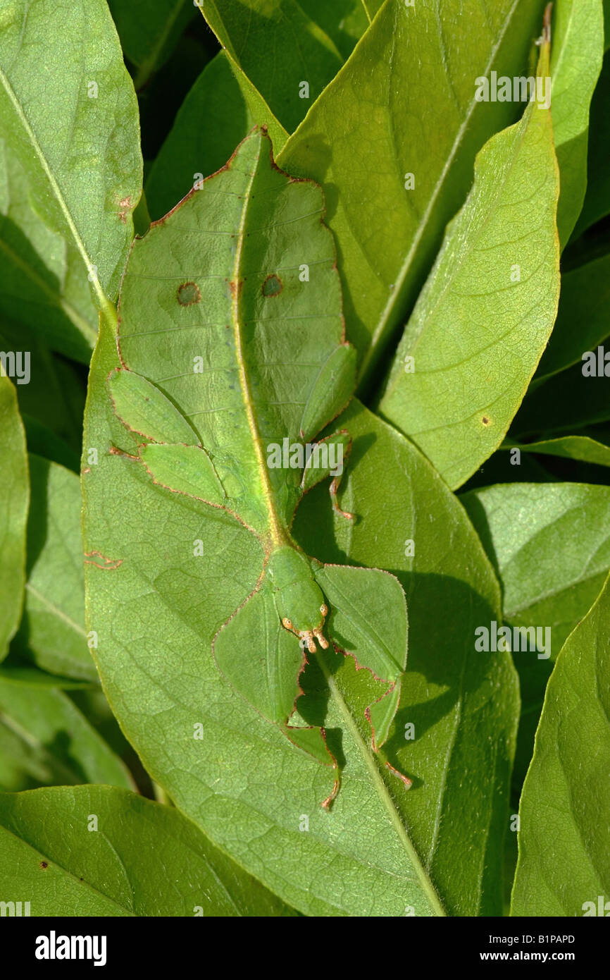 STICK INSECT 5056135 LEAF AND STICK INSECT. THAILAND LEAF-INSECT ...