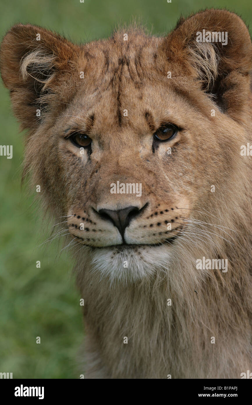 Lion cub Panthera leo Stock Photo - Alamy