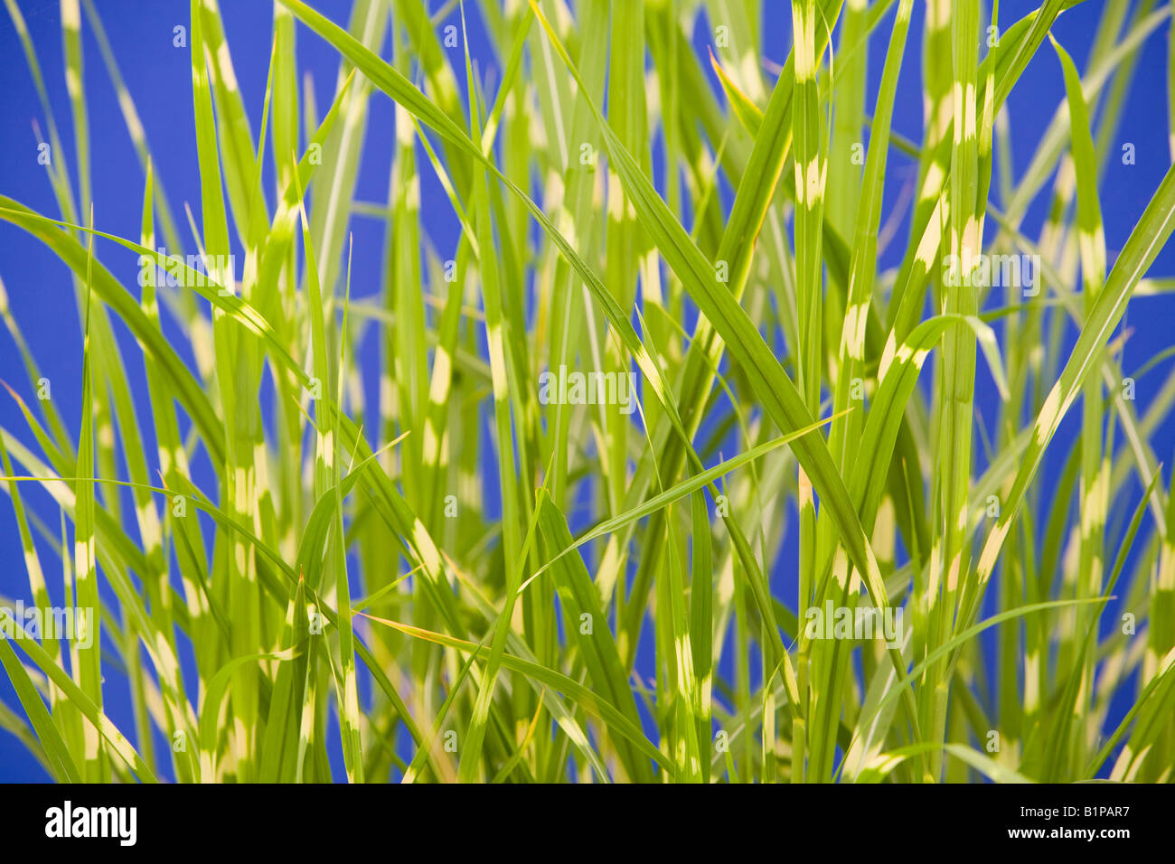 Variegated form hi-res stock photography and images - Alamy