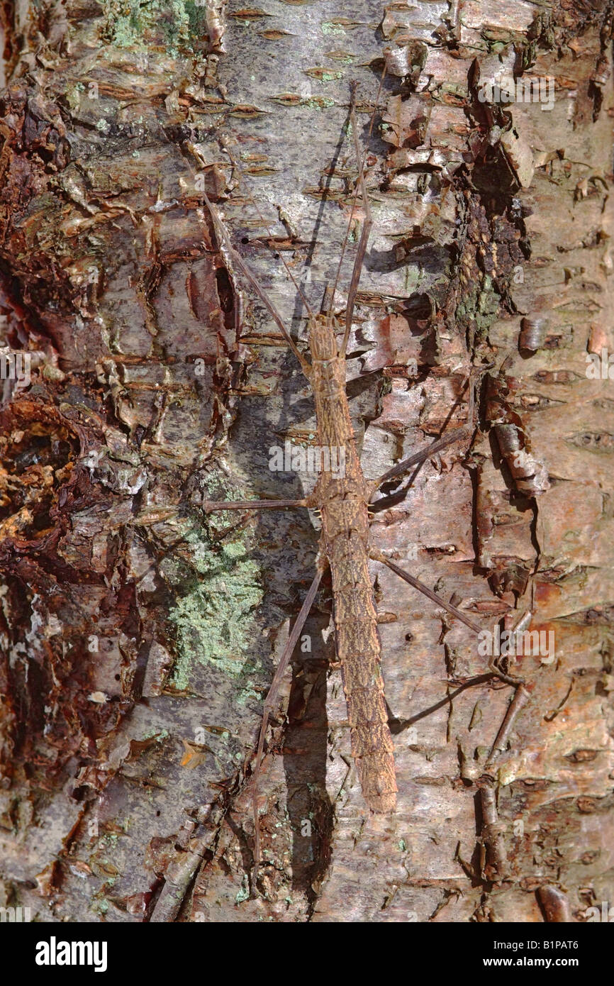 FEMALE on tree bark SPINY STICK INSECT Camouflage and unconscious ...