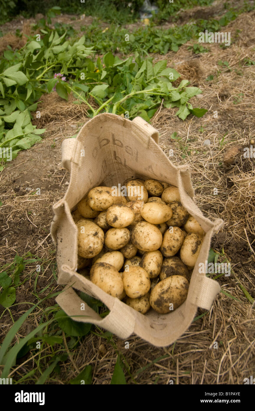 Sack of potatoes hi-res stock photography and images - Alamy