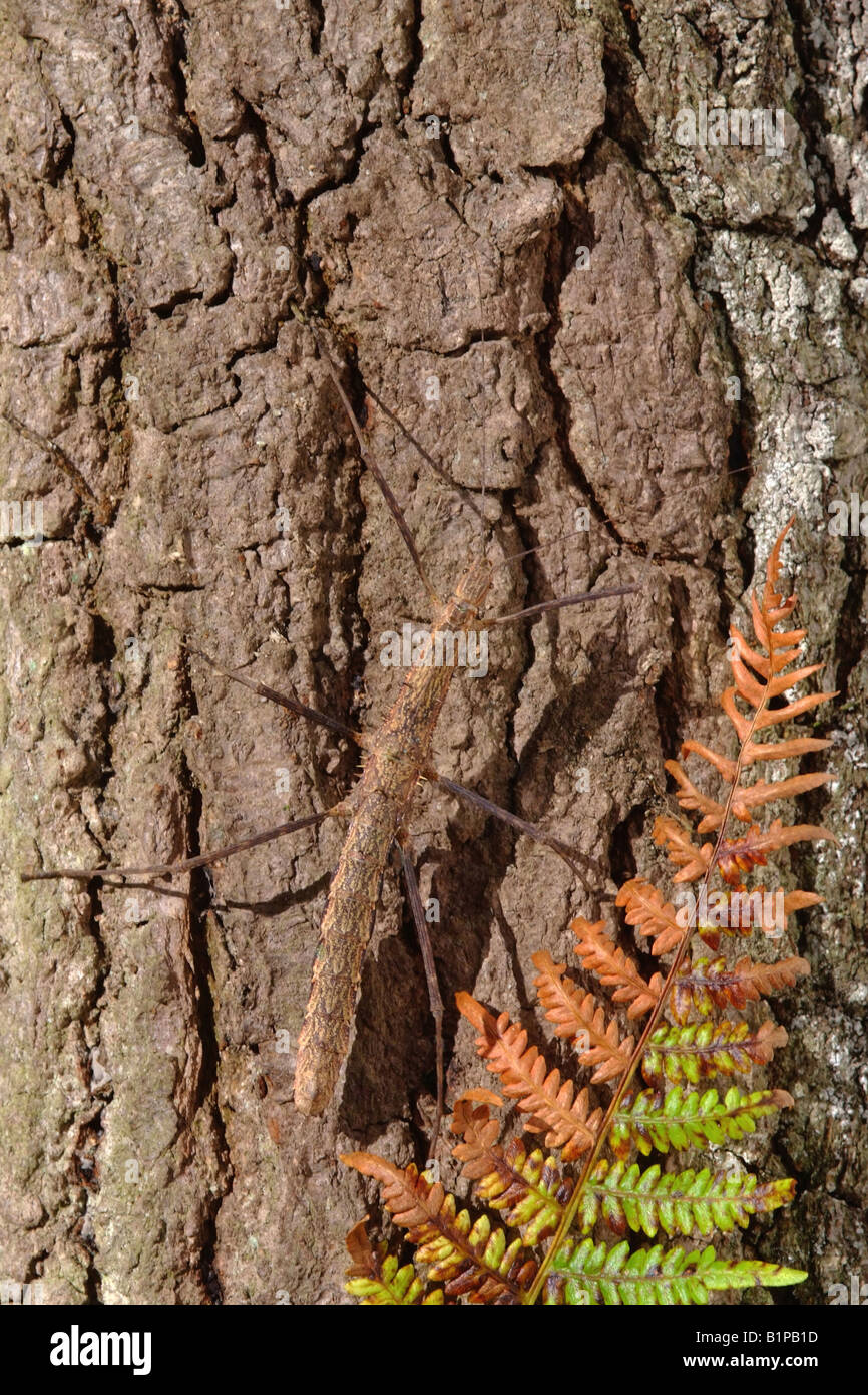 FEMALE on tree bark and fern SPINY STICK INSECT Camouflage and ...