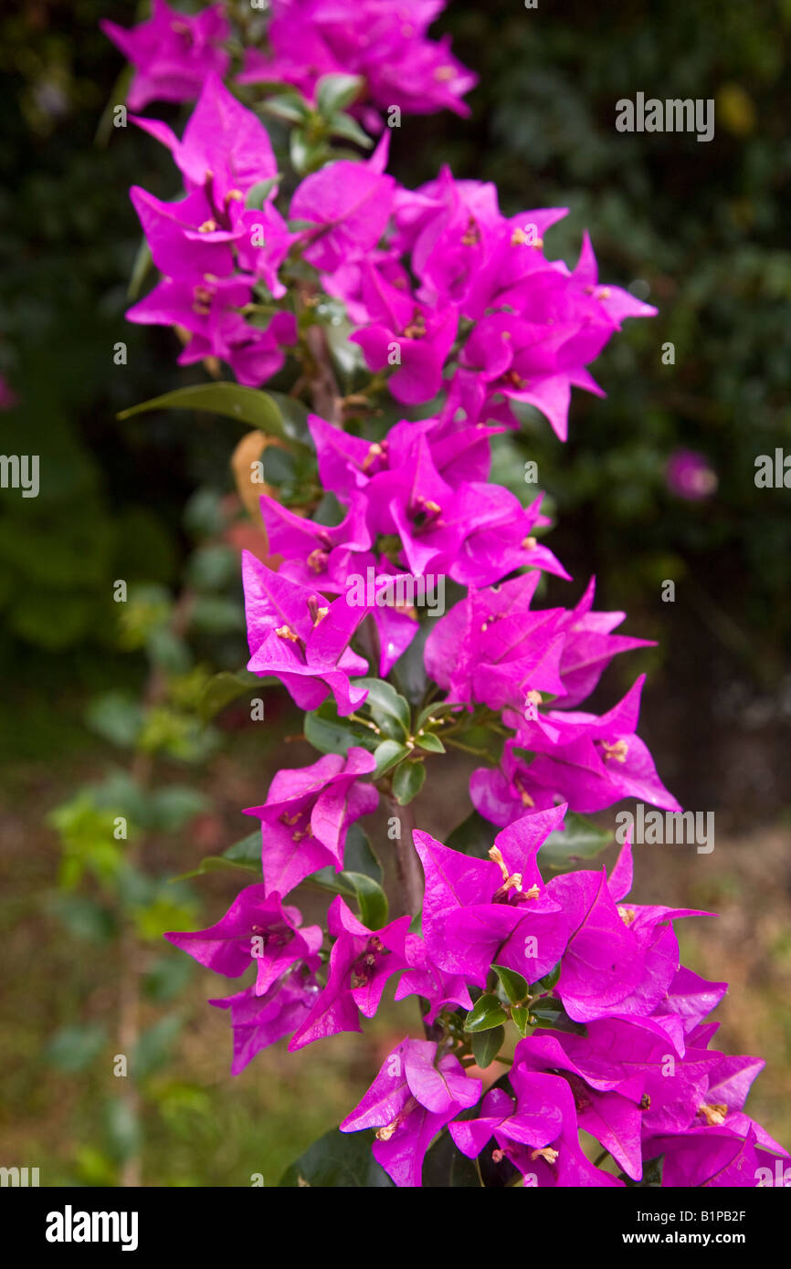 Bouganvilla flower Taveuni Fiji Stock Photo - Alamy