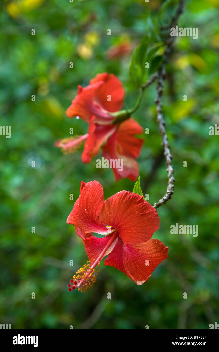 Red hibiscus flower, Taveuni Fiji Stock Photo - Alamy