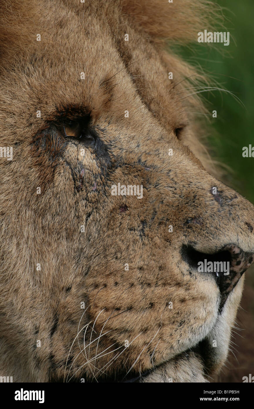 An old male lion Panthera leo Stock Photo - Alamy