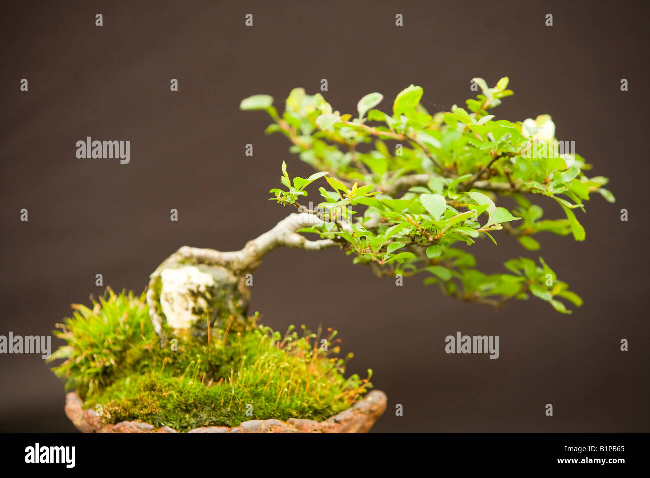 A Bonzai tree Stock Photo - Alamy