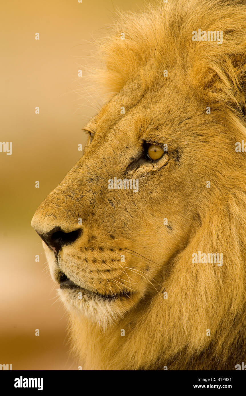 Profile of lion hi-res stock photography and images - Alamy