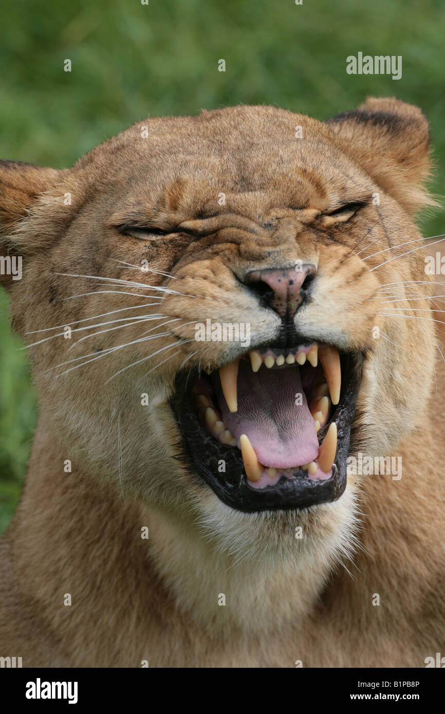 A Lioness growling Stock Photo - Alamy