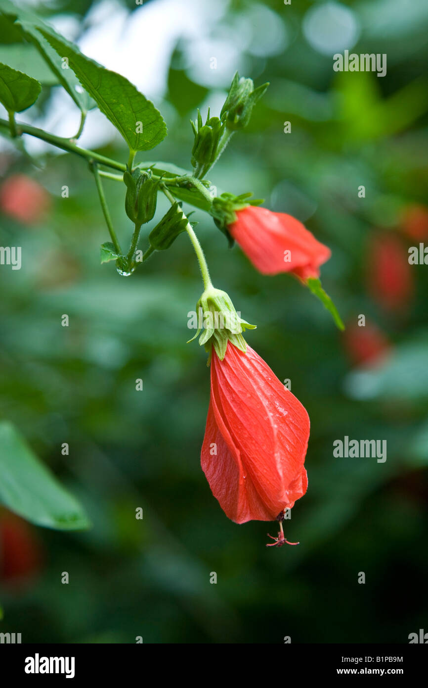 Turks cap hibiscus flower Taveuni Fiji Stock Photo - Alamy
