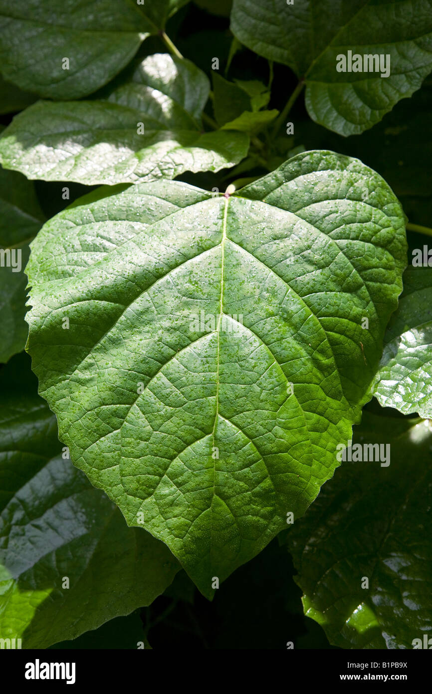 Kudzu leaf Taveuni Fiji Stock Photo - Alamy