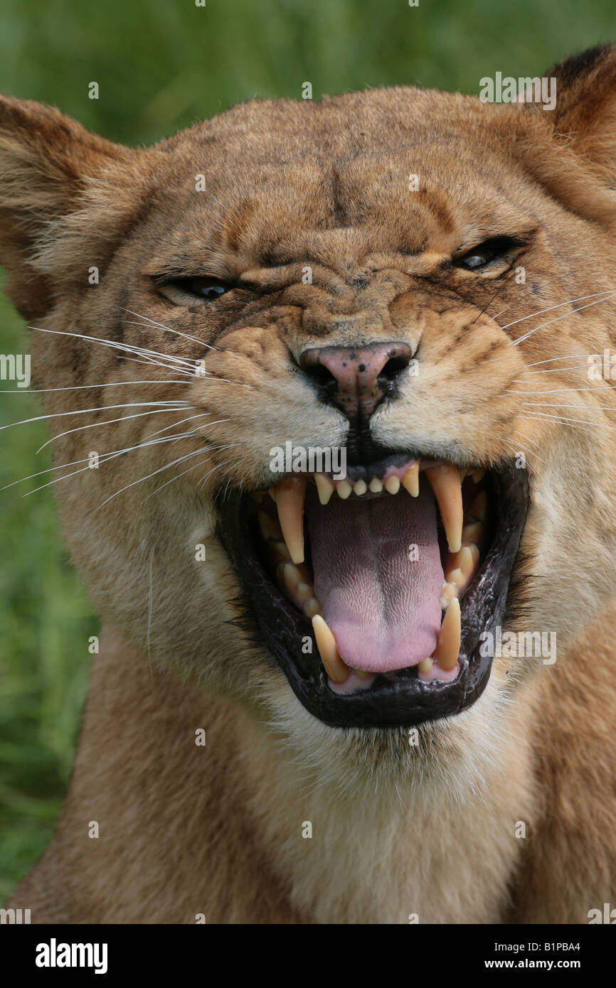 Snarling Lioness