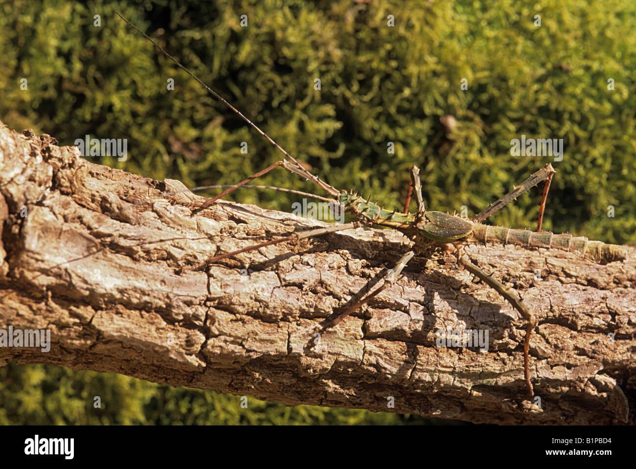 SPINY STICK INSECT MALE on tree bark Camouflage and unconscious Mimicry ...