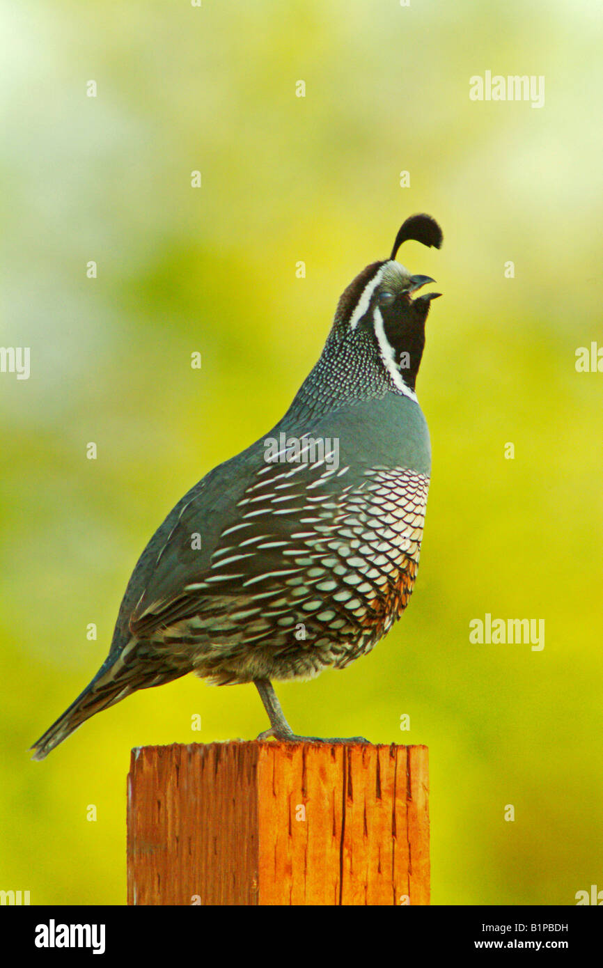 California Quail male calling on fencepost Callipepla californica Stock ...