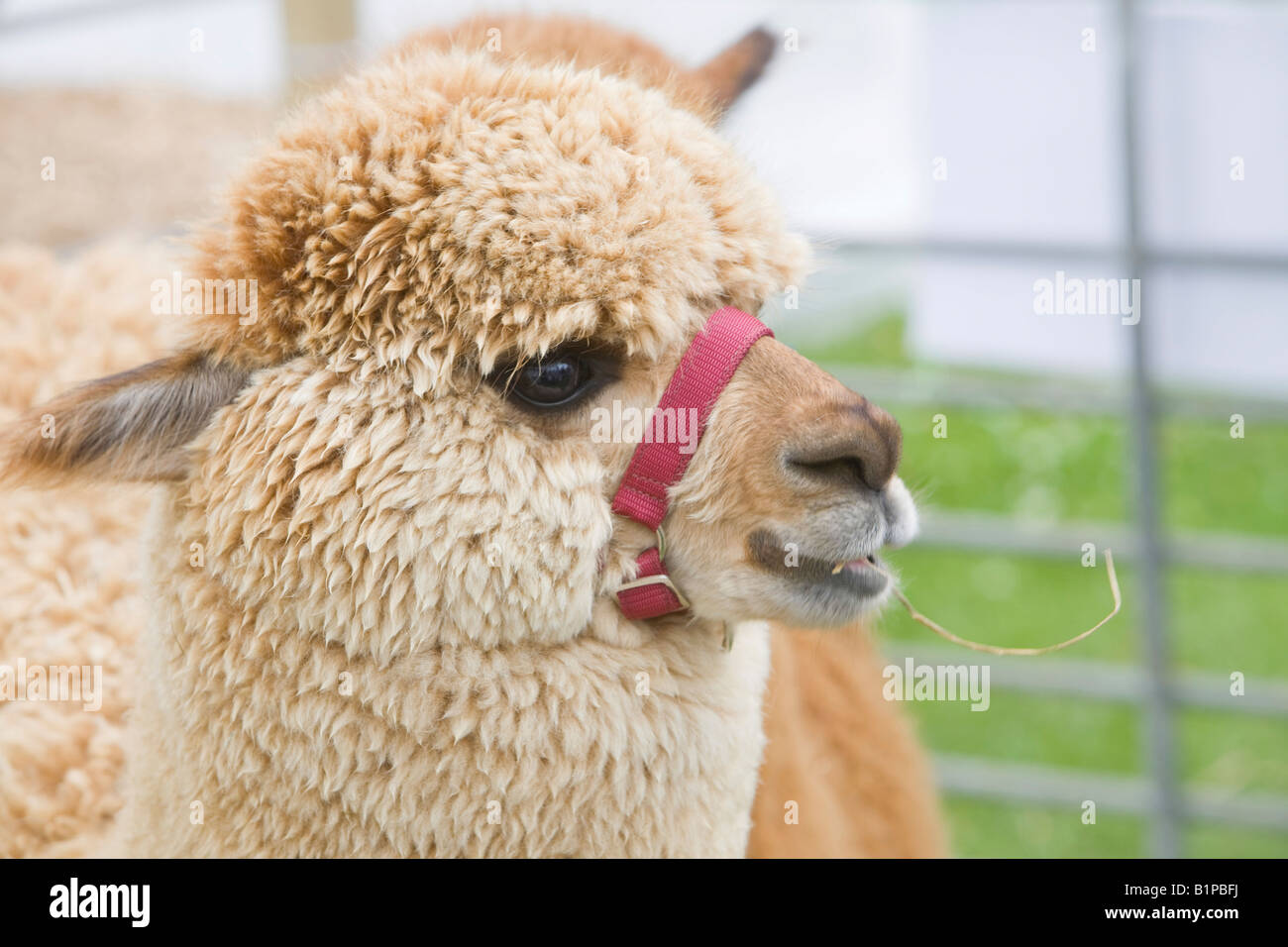 Alpaca harness hi-res stock photography and images - Alamy