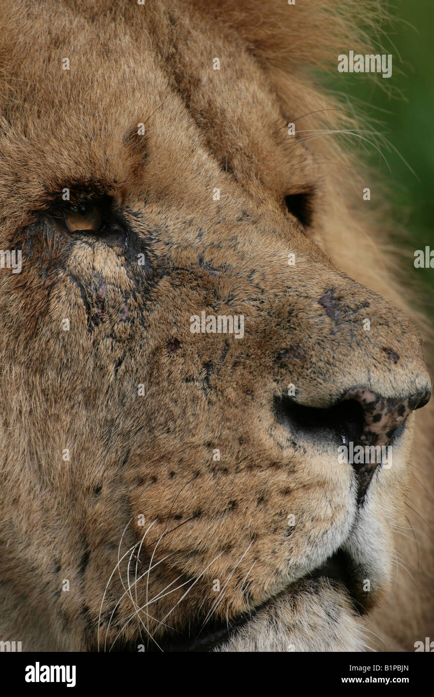 An old male lion Panthera leo Stock Photo - Alamy