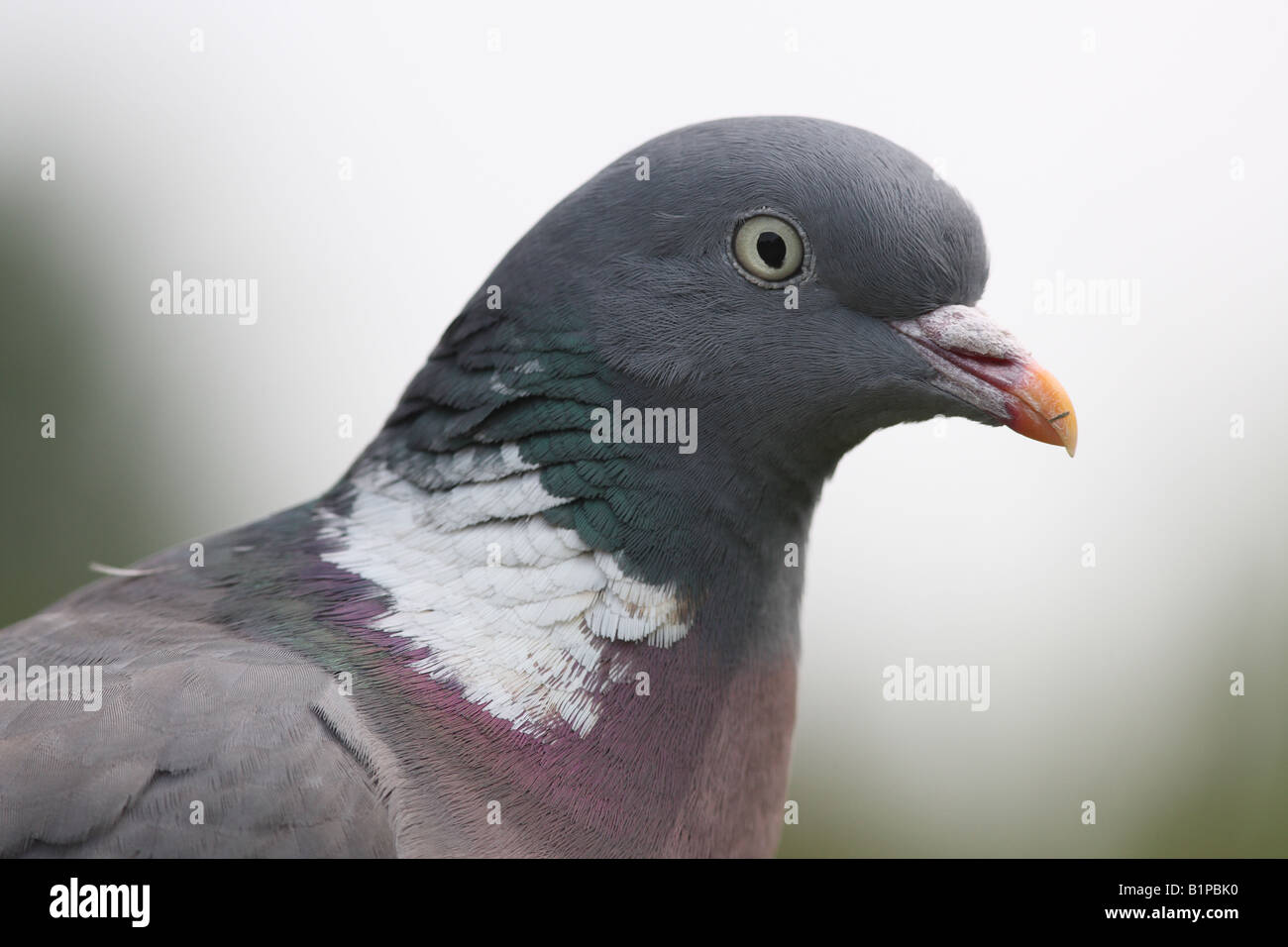 Palumba hi-res stock photography and images - Alamy