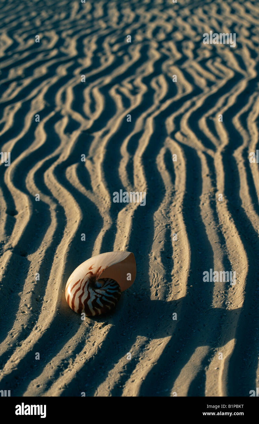 Nautilus shell on a beach in the Maldives Stock Photo - Alamy