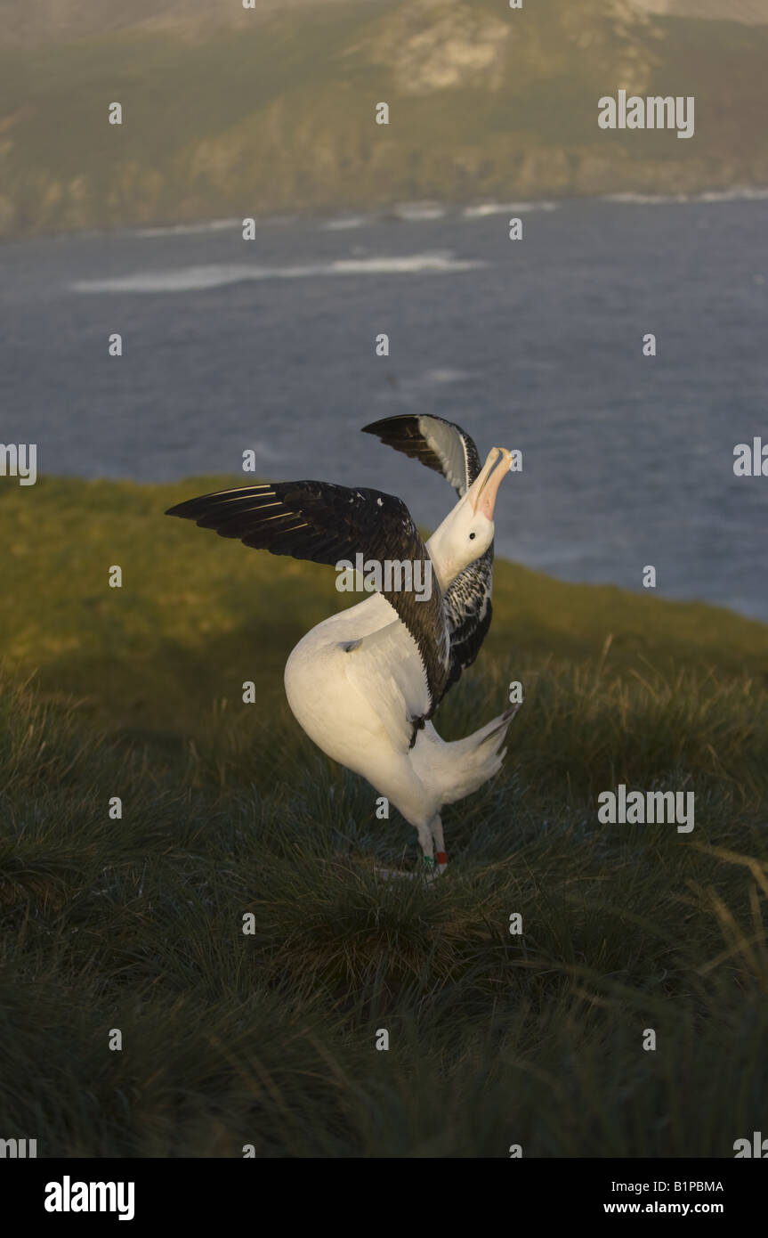 A male Wandering albatross (Diomedia exulans) sky calling (displaying ...