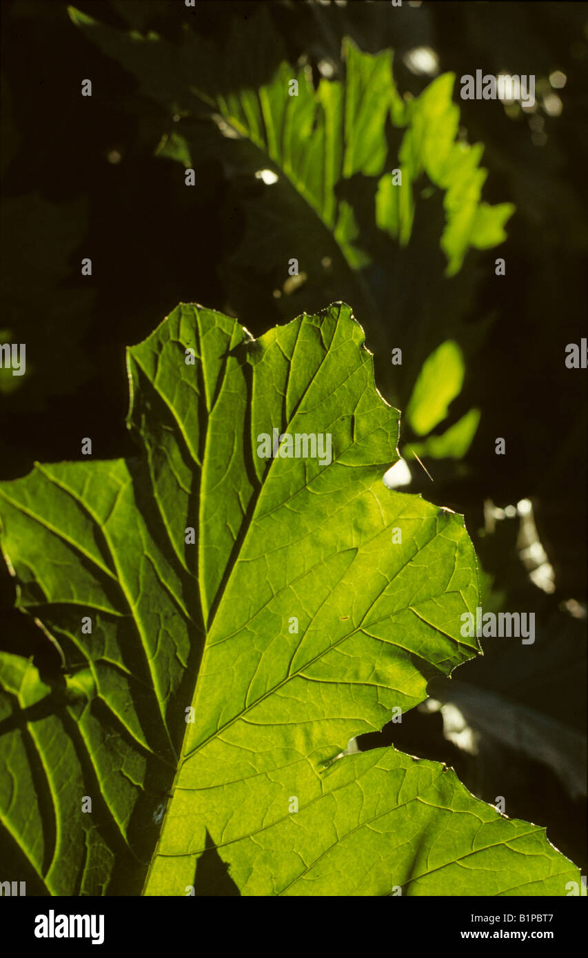 Verdant form hi-res stock photography and images - Alamy