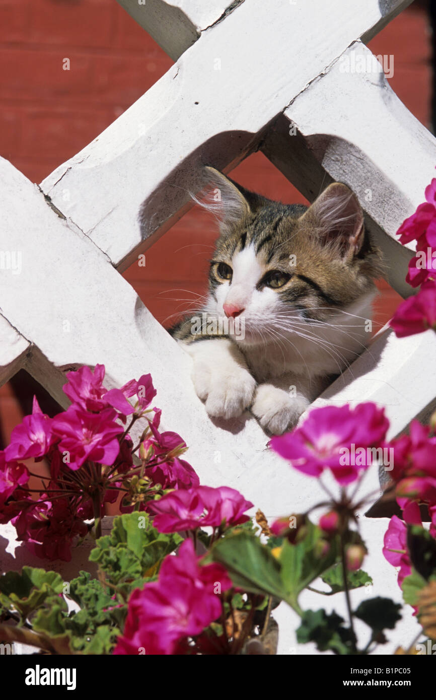 KITTEN and BALUSTRADE w Geranium FRANCE Stock Photo - Alamy